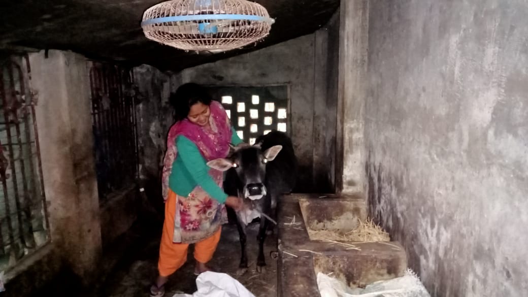 Small-Scale Dairy as a Pathway to Environmental Human Rights ...