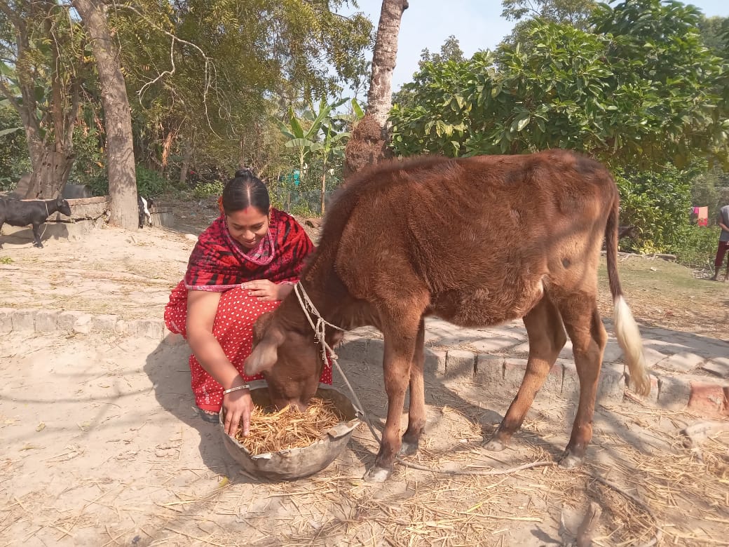 Small-Scale Dairy as a Pathway to Environmental Human Rights ...